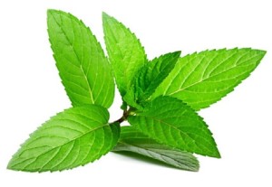 Peppermint Nutrition Facts - Health Benefits, Nutritional Values and ...